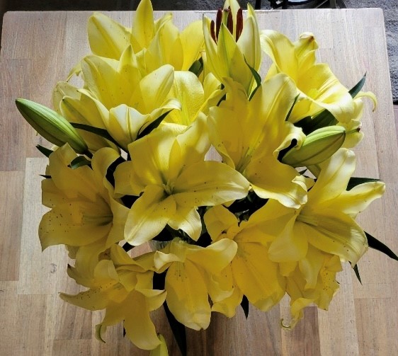 Our Flowers – Petals & Stems